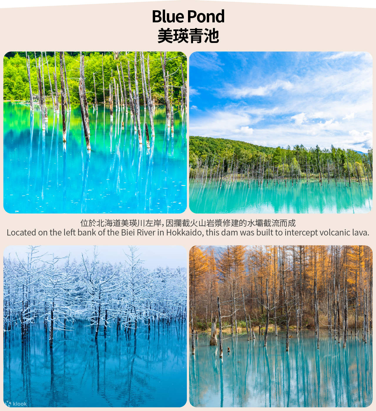 [Hokkaido Fantasy Winter Scenery Tour] Asahiyama Zoo & Internet Celebrity Christmas Tree & Blue ...